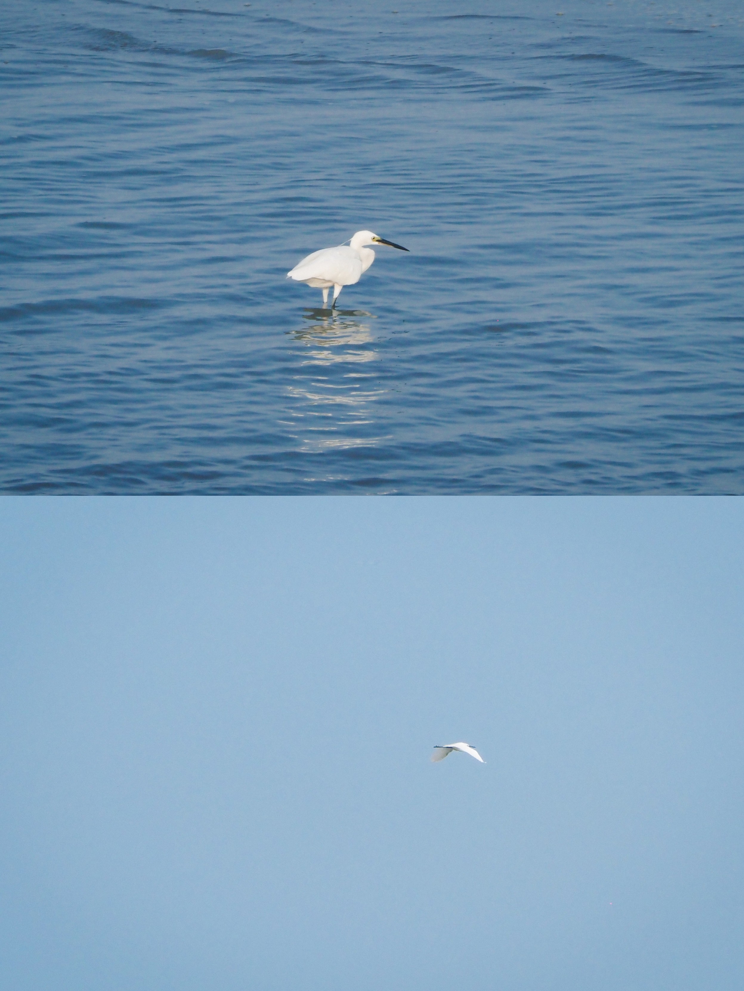 枯 (@rileycki@c7.io) - 希奇！